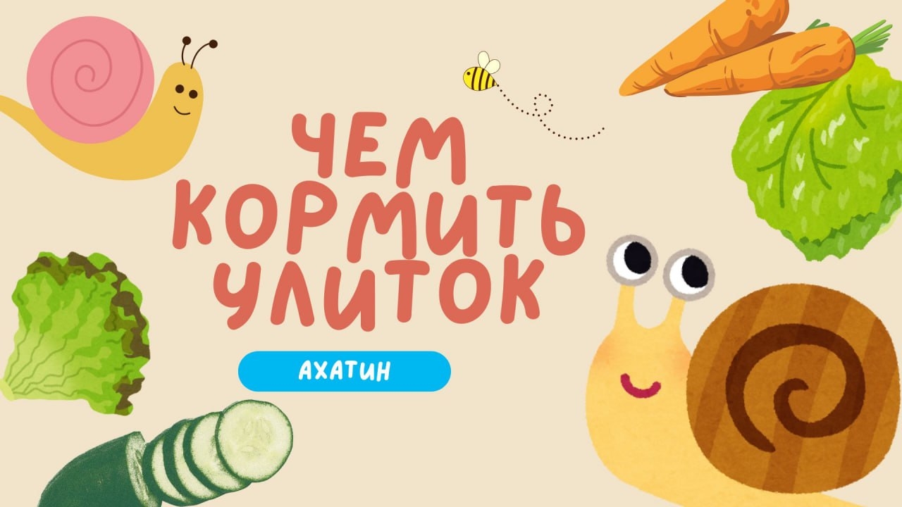 Чем кормить улиток ахатин. Правила ухода за улитками