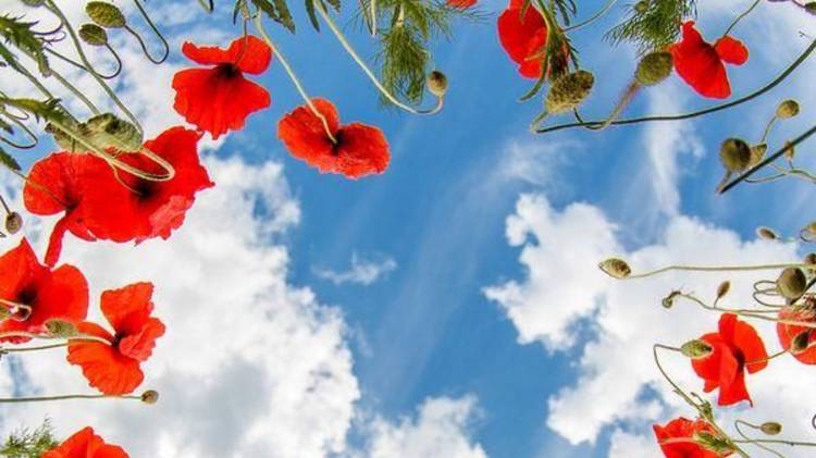 Июль. Песнь косаря. Времена года. Петр Ильич Чайковский.