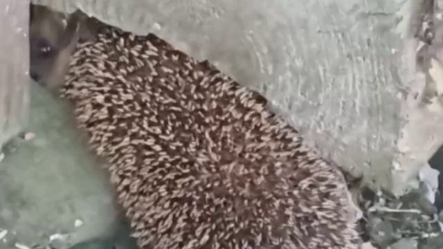 Любопытный ëжик на даче