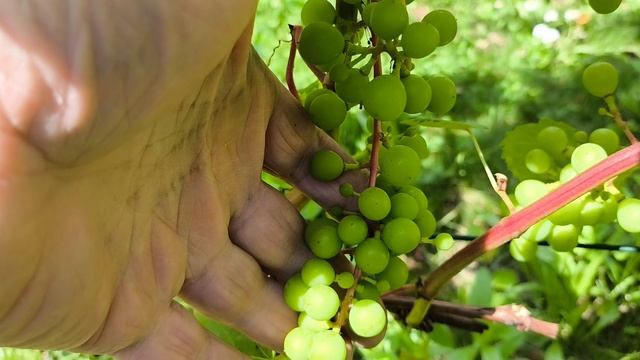 Виноград Плохое цветение 05-07-2025