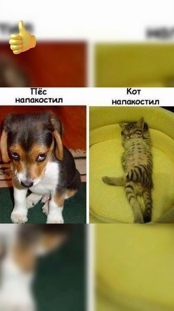 Котики и собачки смешные мемы 👍❤️#котики #мем