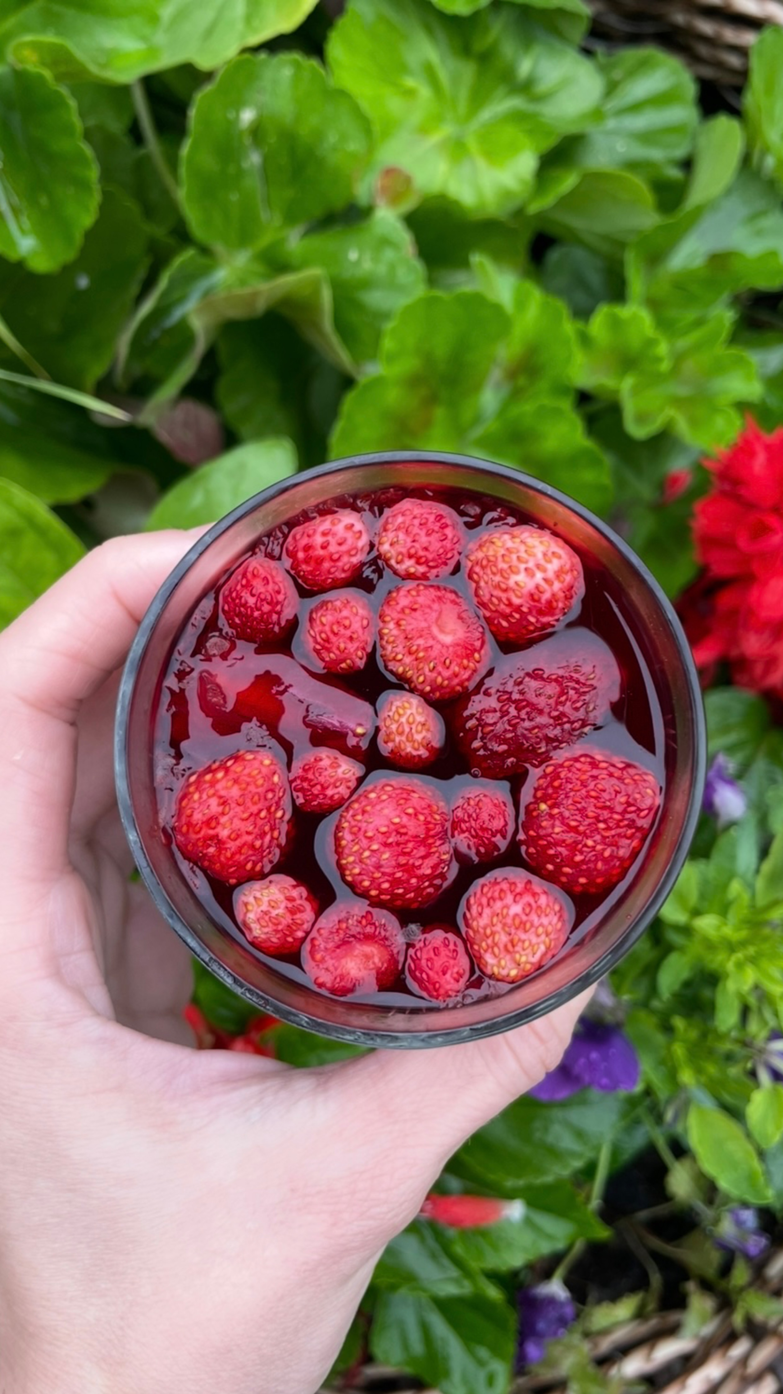 Желе из желатина