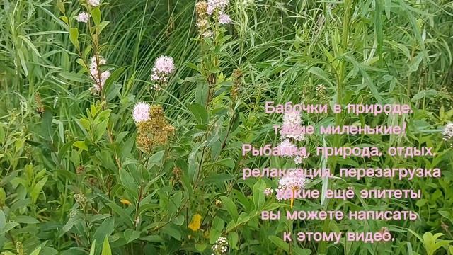 Отдых на природе, релаксация и бабочки