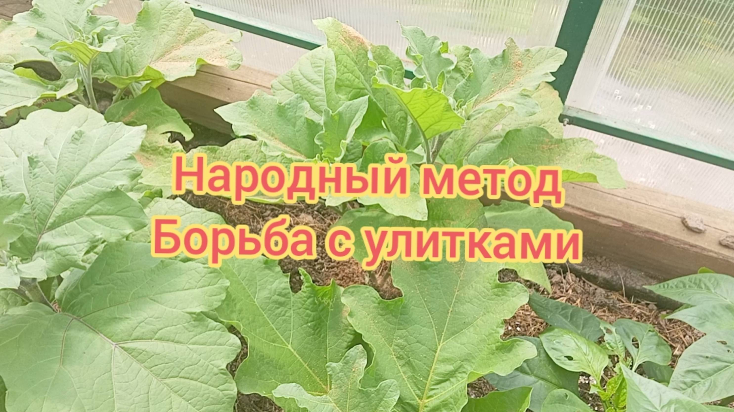 САДОВО-НАРОДНЫЙ МЕТОД/БОРЬБА С УЛИТКАМИ.
