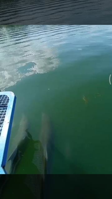 Дельфины сопровождают прогулочный Корабль Тамань