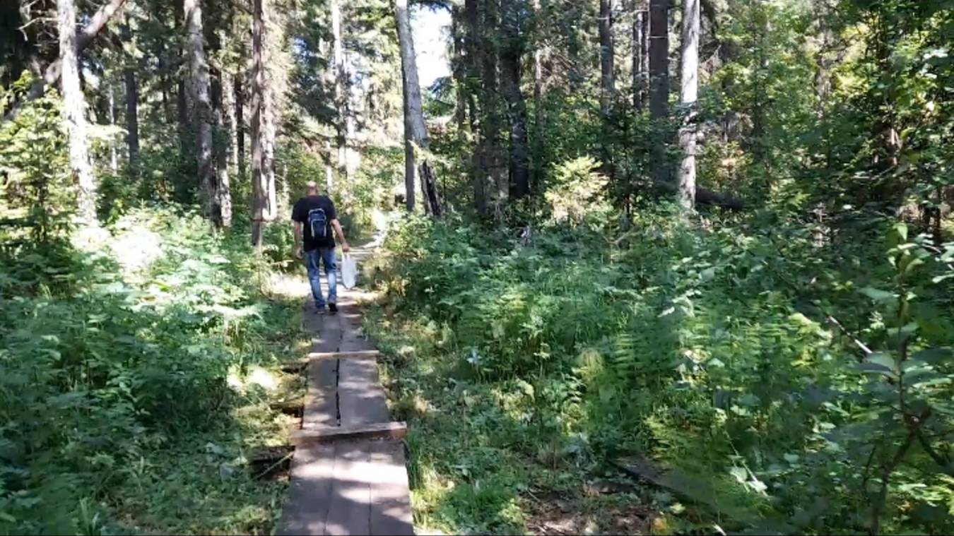 20250705_114541 На дачу через ручей и лес