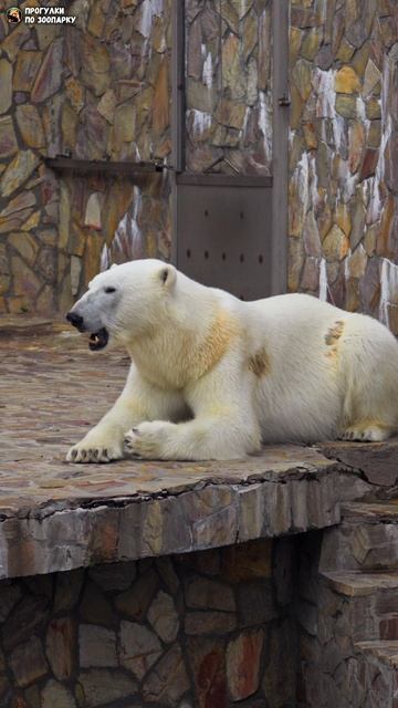 Медведица Хаарчаана отдыхает. Ленинградский зоопарк