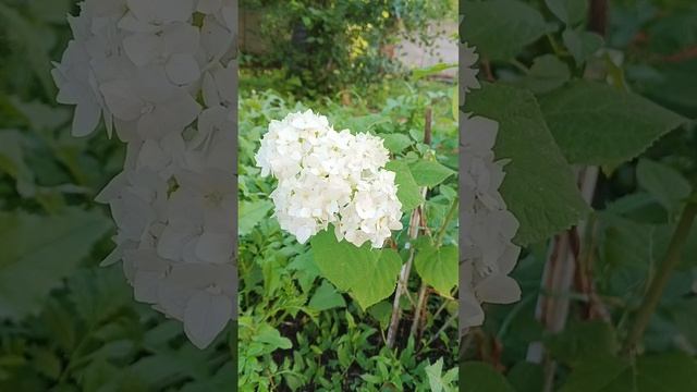 Летний полисадник