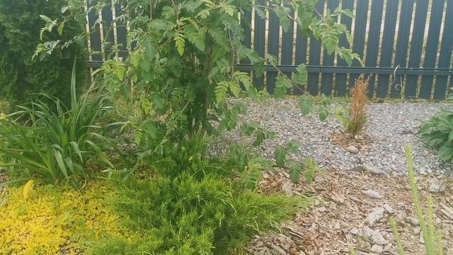 Ветер с порывами до 23мс нормировал растения. 04.07.2025. Восток Ленобласти