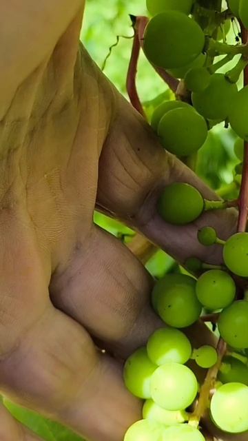 Виноград Плохое цветение 05-07-2025