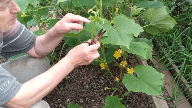 Хотите получить большой урожай огурцов. Срочно делайте обрезку листьев и пасынков.
