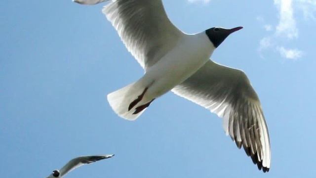 Ричард Бах. Чайка по имени Джонатан Ливингстон