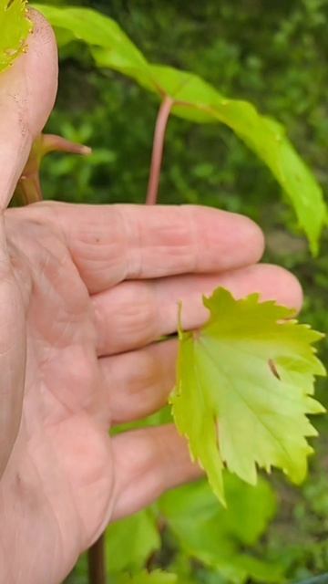 Виноград Биопрепараты 05-07-2025