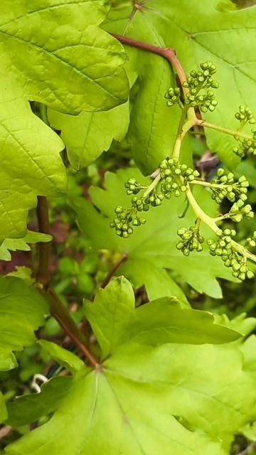 Виноград Сорт 342 05-07-2025