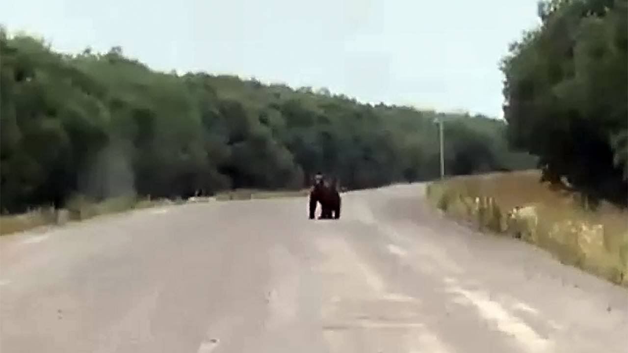Встреча с медведем на камчатской дороге в Усть-Большерецк