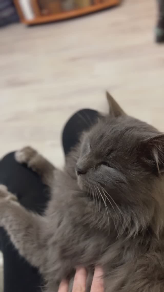 Расслабляемся с котом