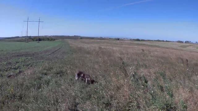 Охота на ПЕРЕПЕЛА с ЛЕГАВЫМИ и ТОЗ БМ 2021 bıldırcın avı. chasse aux cailles. caccia alle quaglie