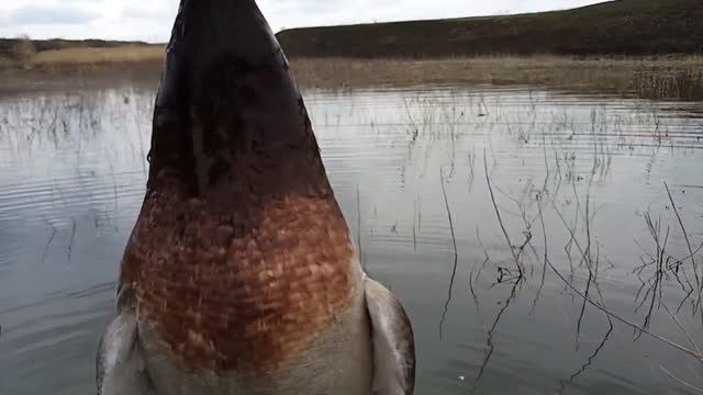 ВЕСЕННЯЯ ОХОТА на СЕЛЕЗНЯ!!! Лучшие моменты ВЕСНЫ 2021 в Кабардино-Балкарии