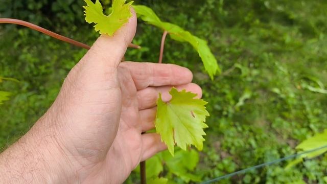 Виноград Биопрепараты 05-07-2025