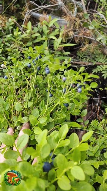 Черника поспела!)