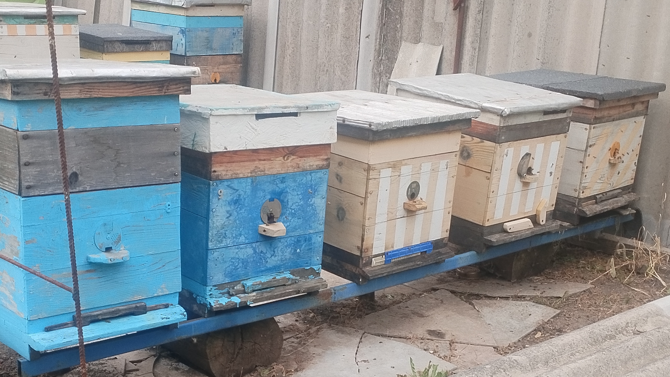 Профилактики, борьба с клещем с помощью полосок.