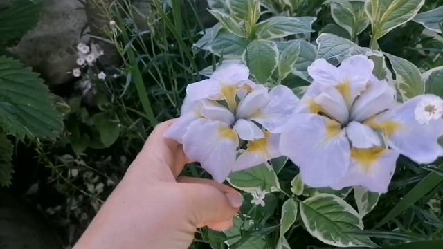 Цветение ирисов