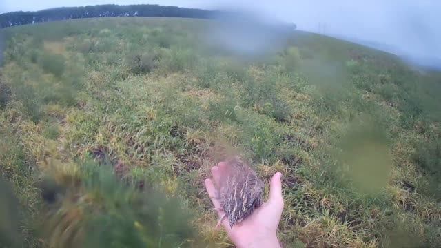 ОХОТА на ПЕРЕПЕЛА с ЛЕГАВОЙ в дождь часть 1