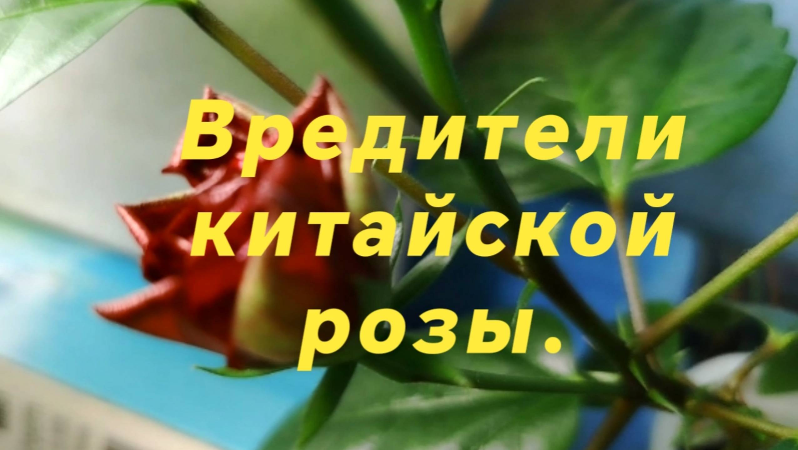 Вредители китайской розы и как с ними бороться.