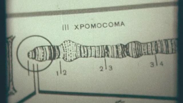 Хромосомы и индивидуальное развитие организма