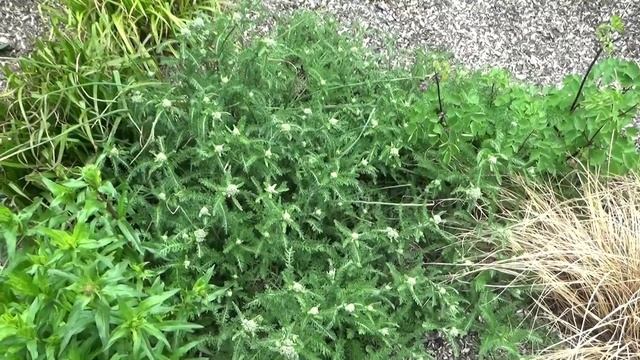 Райский сад в Ростове на Дону