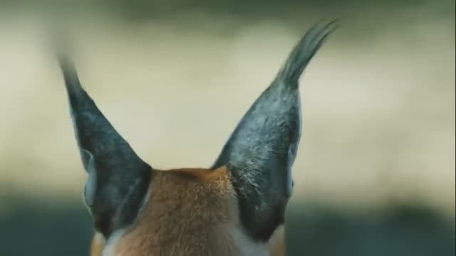 Каракал. Дикие кошки. Документальный фильм