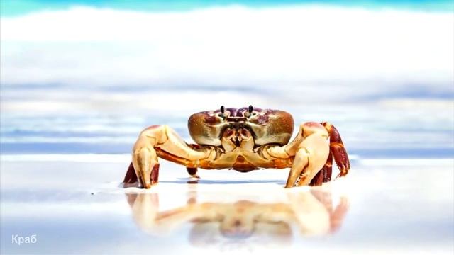 Каковы основные отличия представителей инфраотряда Крабы (True crabs) — Brachyura отр. Десятиногие ?