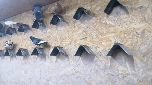 Приобрёл Магнитогорских статных голубей на выставке в городе Борисоглебск