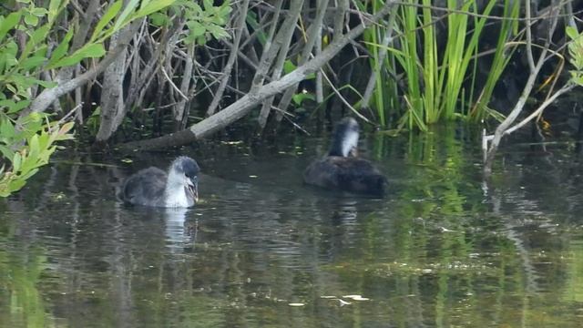 лысуха , молодежь .
