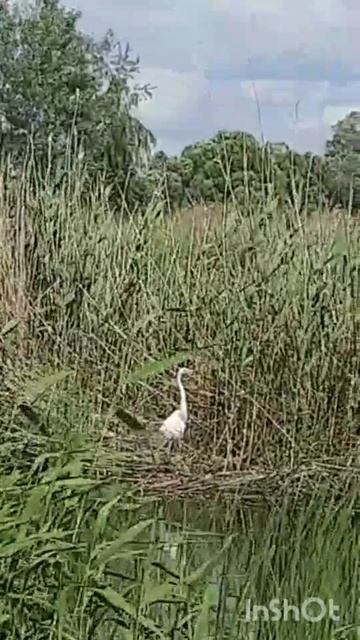 Цапля поселилась возле огорода