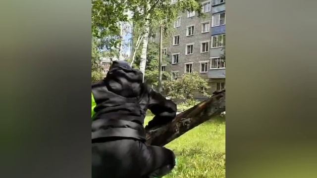 Мини-фильм "Синематик фильм Дерево"