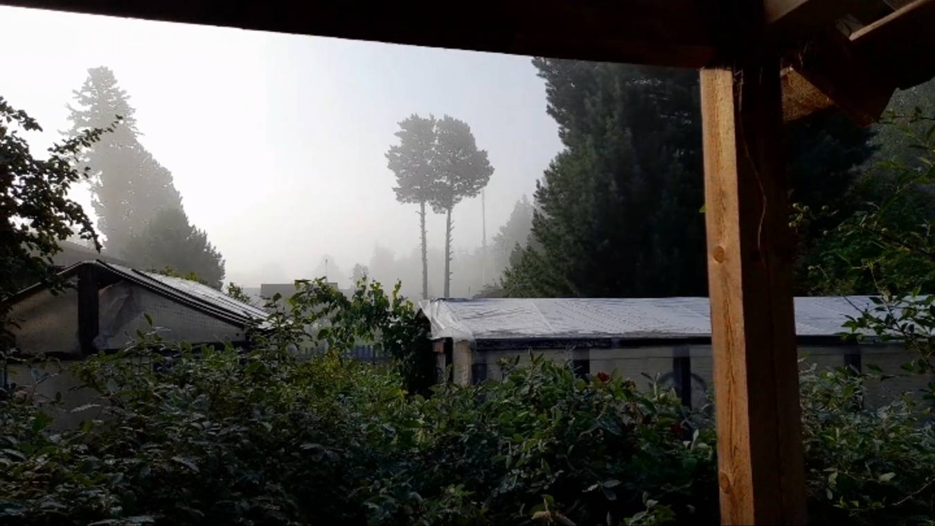 20250705_064553 Туманы мои – растуманы