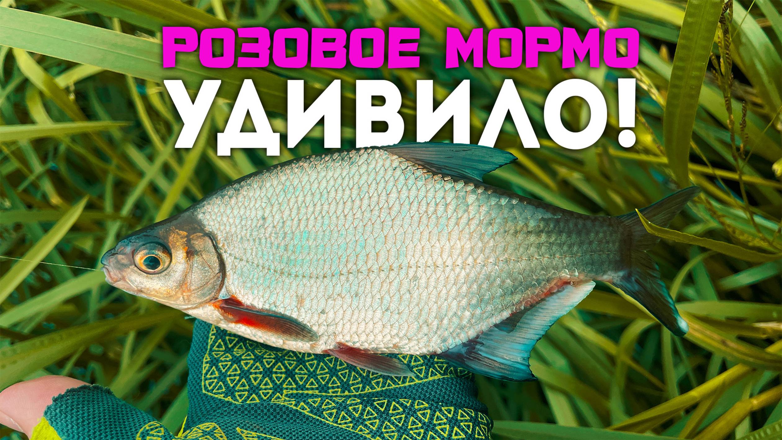 😮ШОК! ЭТО СВОДИТ рыбу С УМА! ГУСТЕРА и другие #мормышинг в забродку сюрпризы на каждом забросе!
