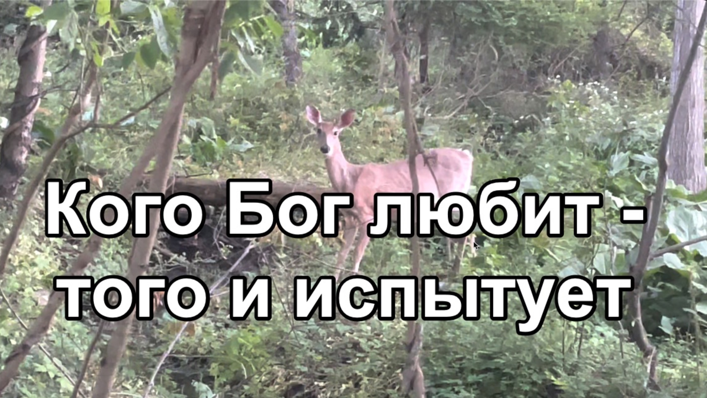 Кого Бог любит - того и испытует