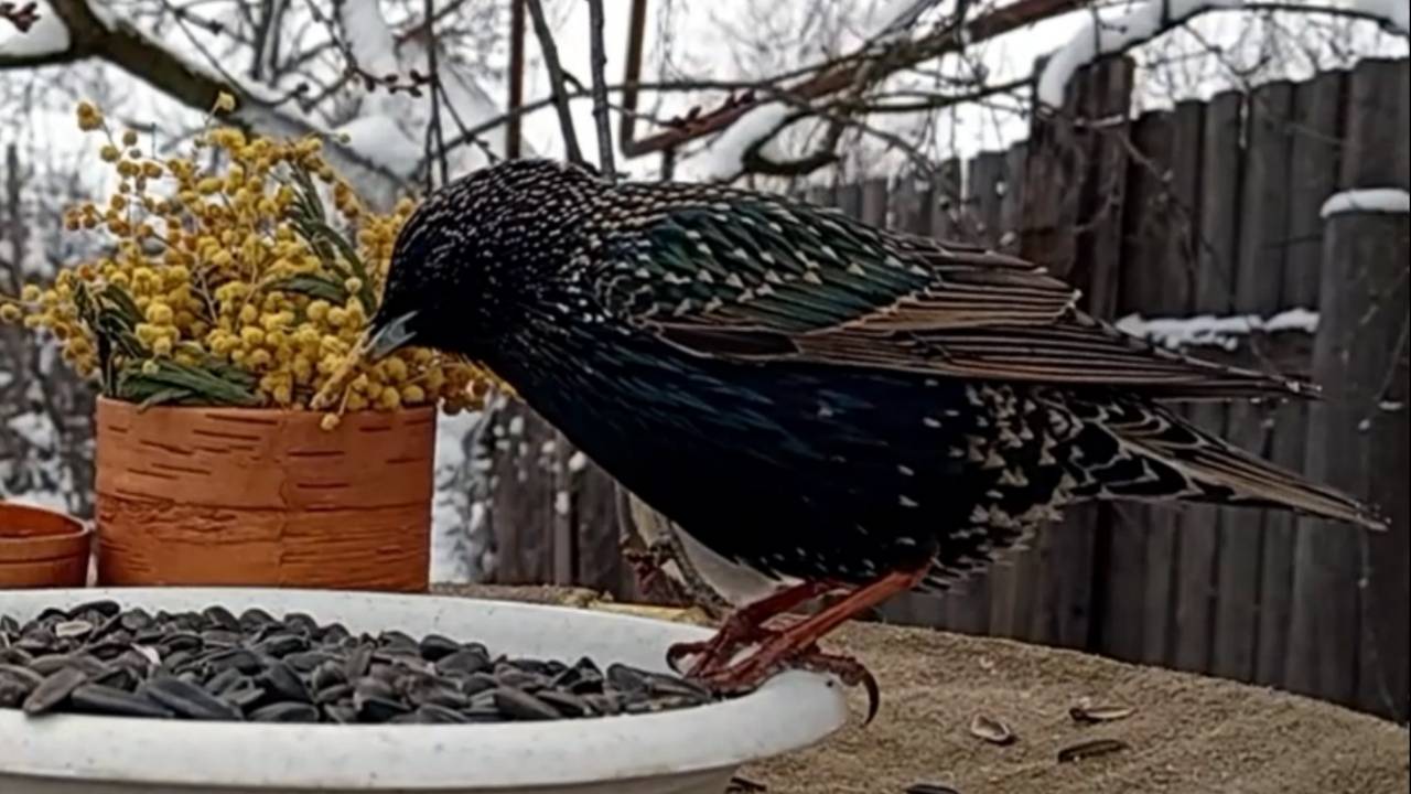 Скворцы прилетели на кормушку (11.04.2025 года)