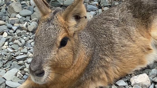 Relax. Ривьера
Альпака парк
