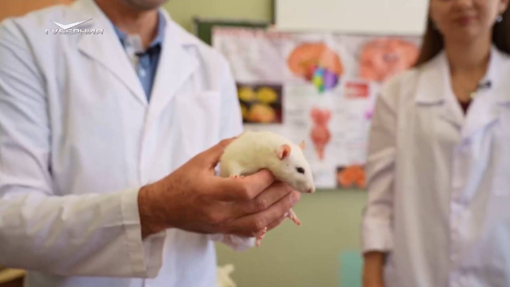 Депрессия у крыс. Эксперименты Платоновой