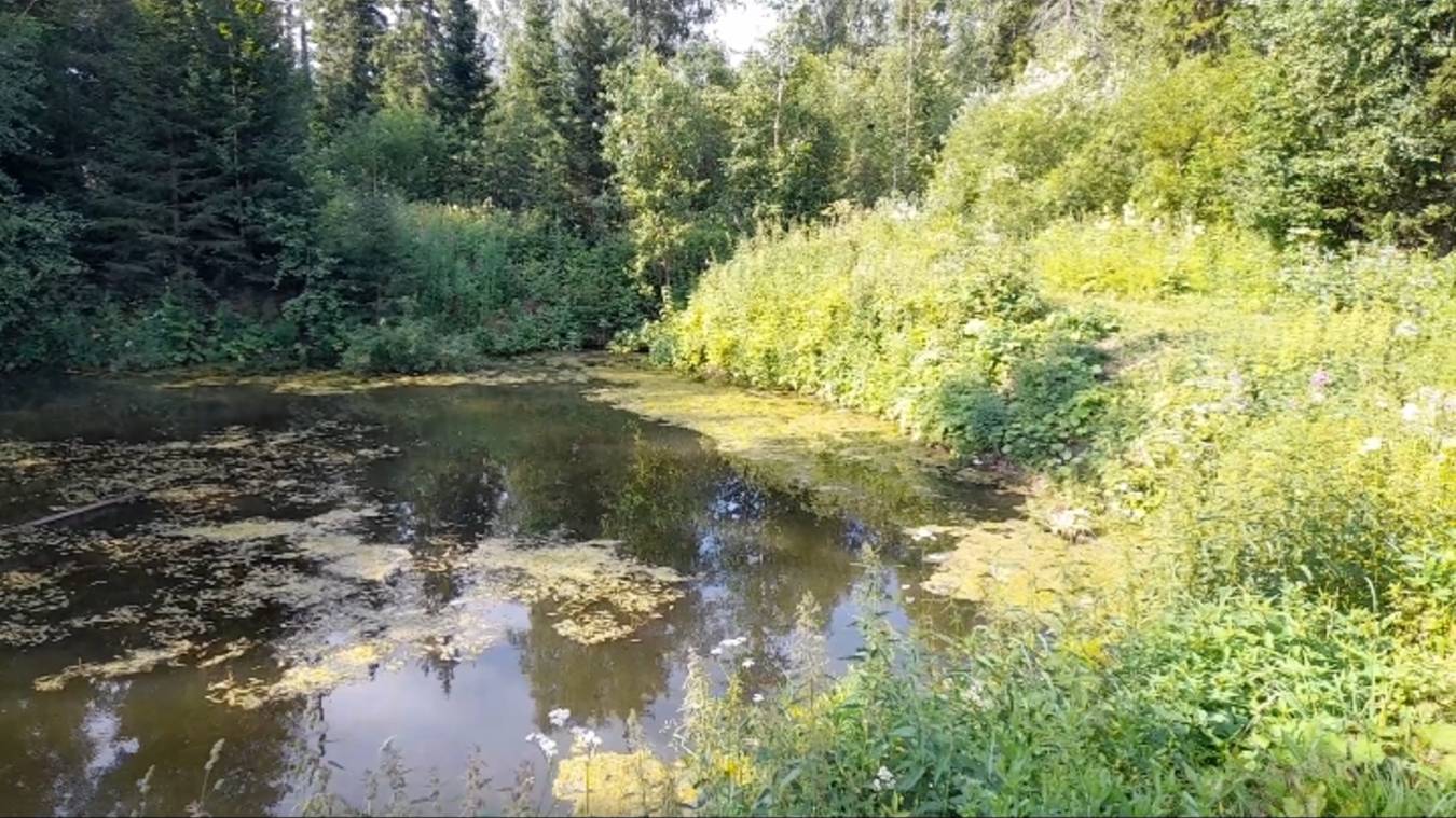 20250706_090617 Гуляю по СНТ  одна. У соседа инсульт. Как не потерять здоровье на даче