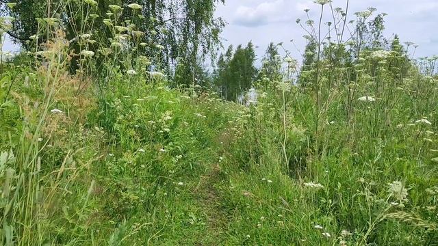 По тропинке в солнечное лето. Июль 2025