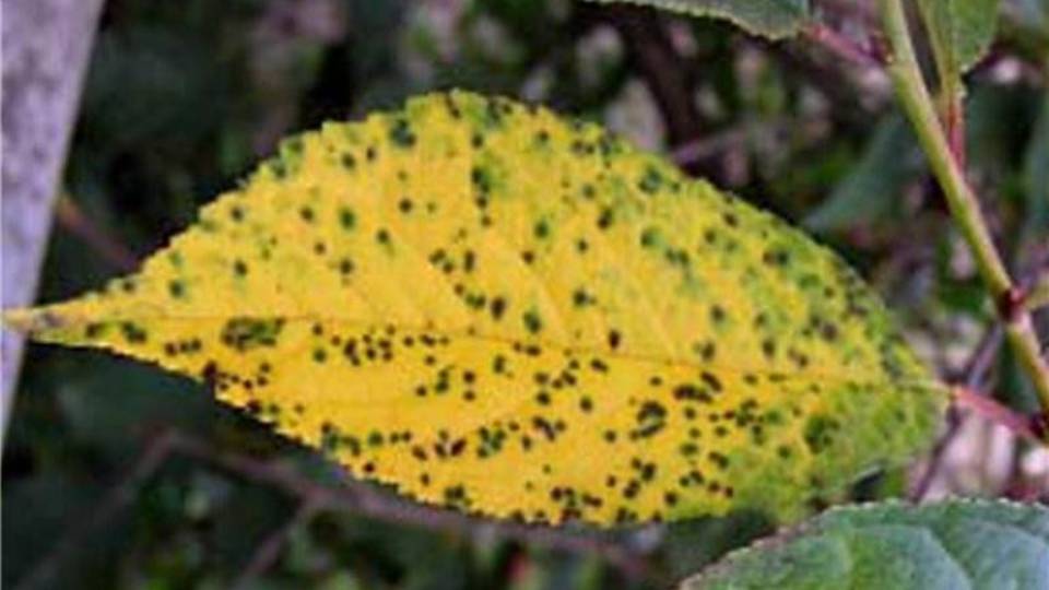 Коккомикоз. Грибковое заболевание вишни и черешни в дождливый год