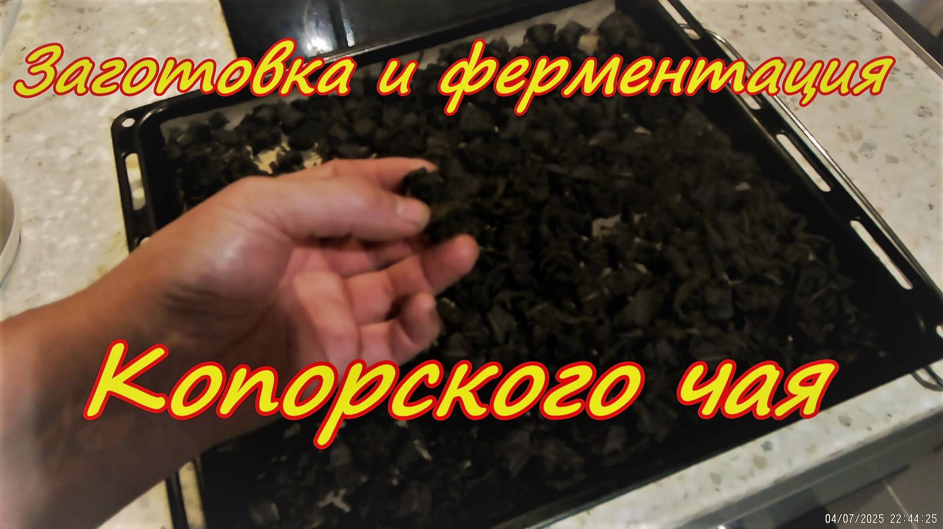 Ферментация копорского чая Первые грибы