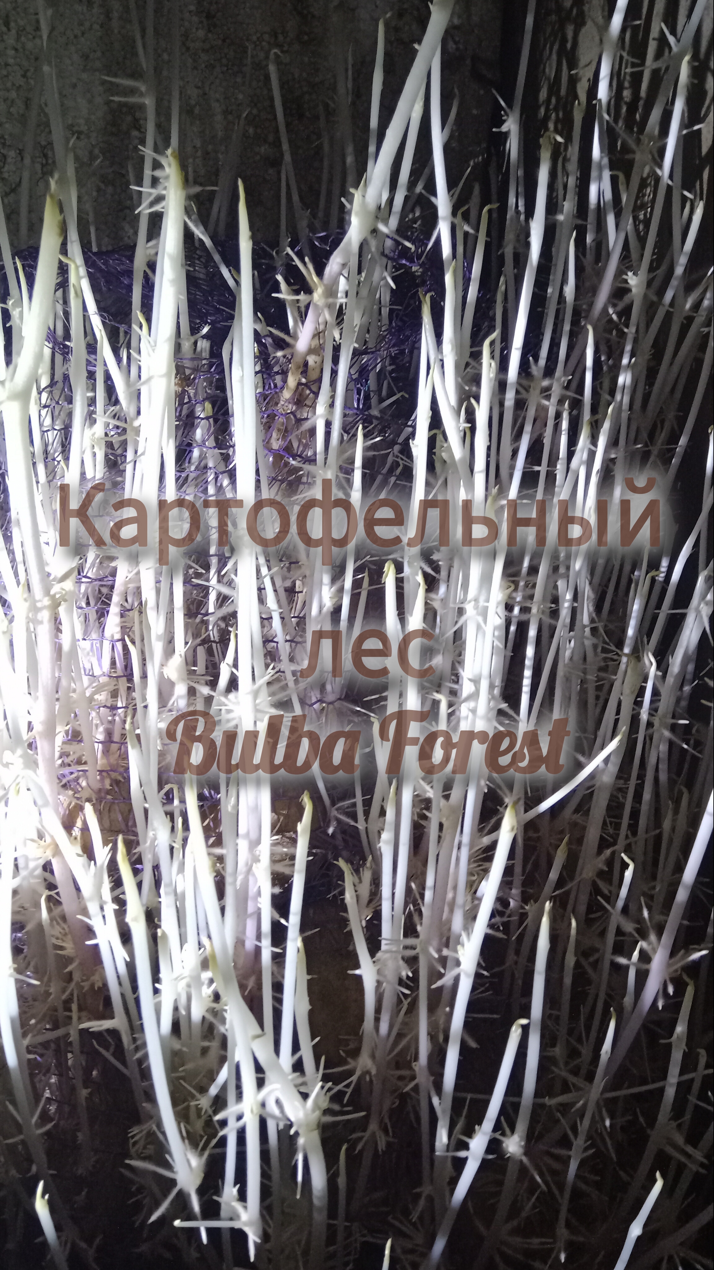 Бульба Форест