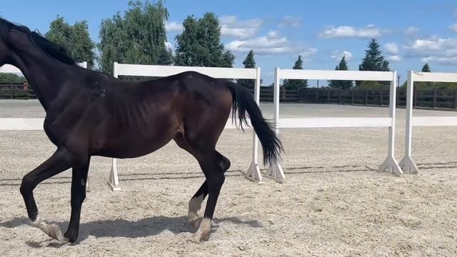 Vacarica de Temple-24