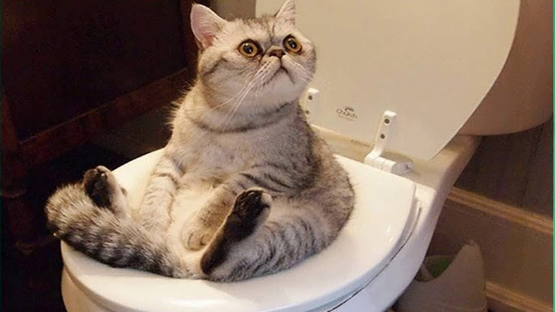 ПРИКОЛЫ С ЖИВОТНЫМИ ДО СЛЕЗ #100 Смешные КОТЫ И СОБАКИ  Приколы