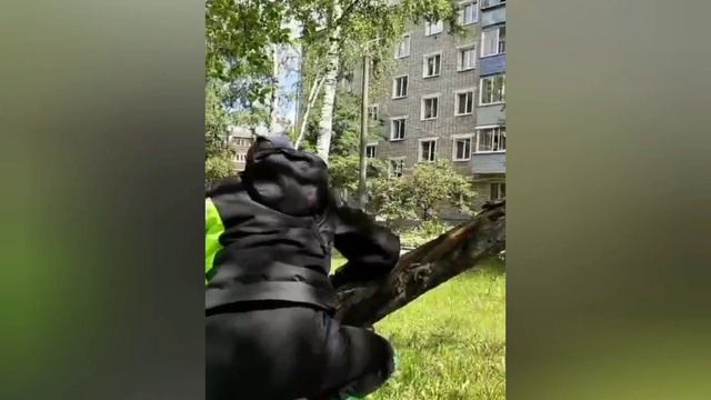 Мини-фильм "Синематик фильм дерево" English Version